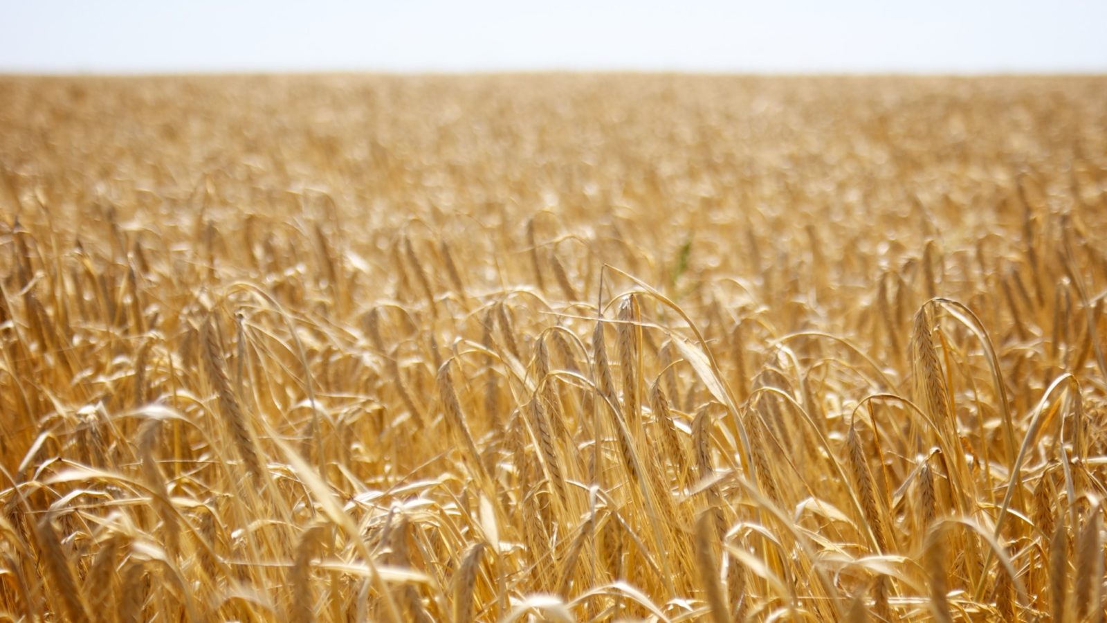 Barley in Ukraine - UNEP-CCC